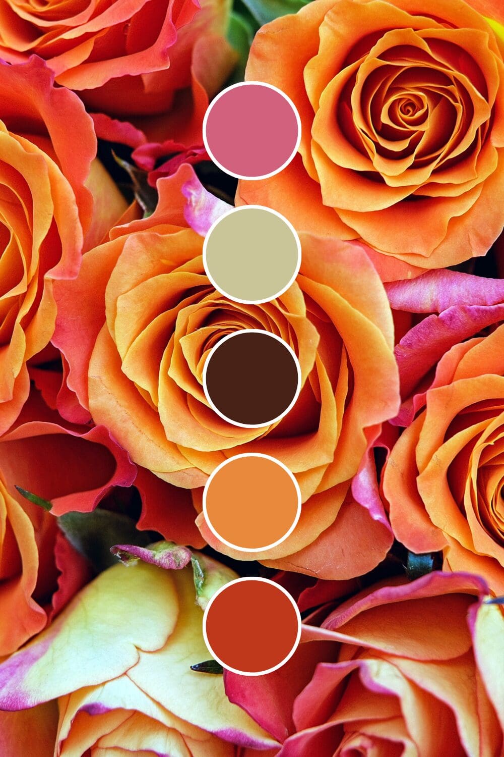 100 Orange Color Palettes for Your Brand | rebelsystems.co