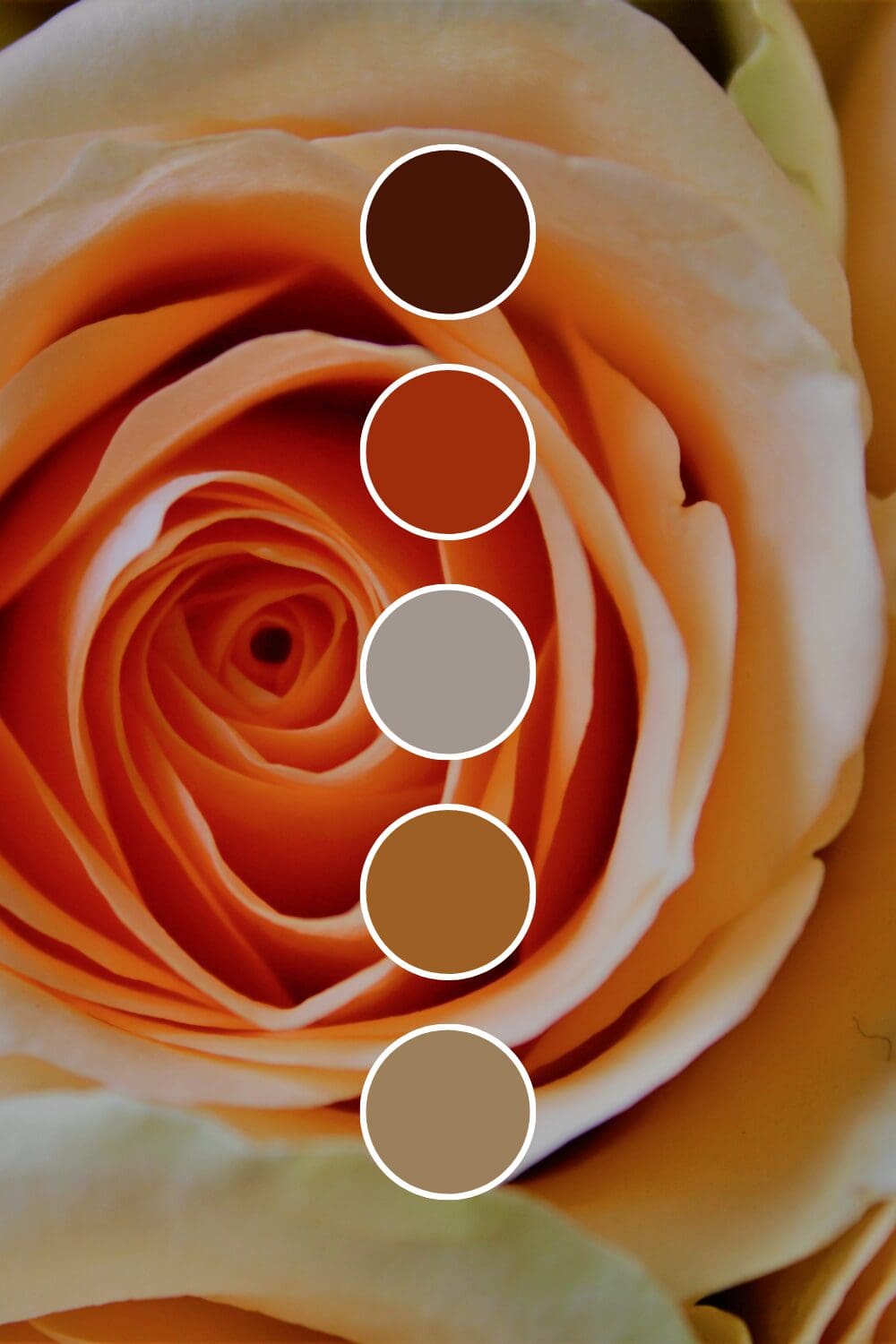 100 Orange Color Palettes for Your Brand | rebelsystems.co